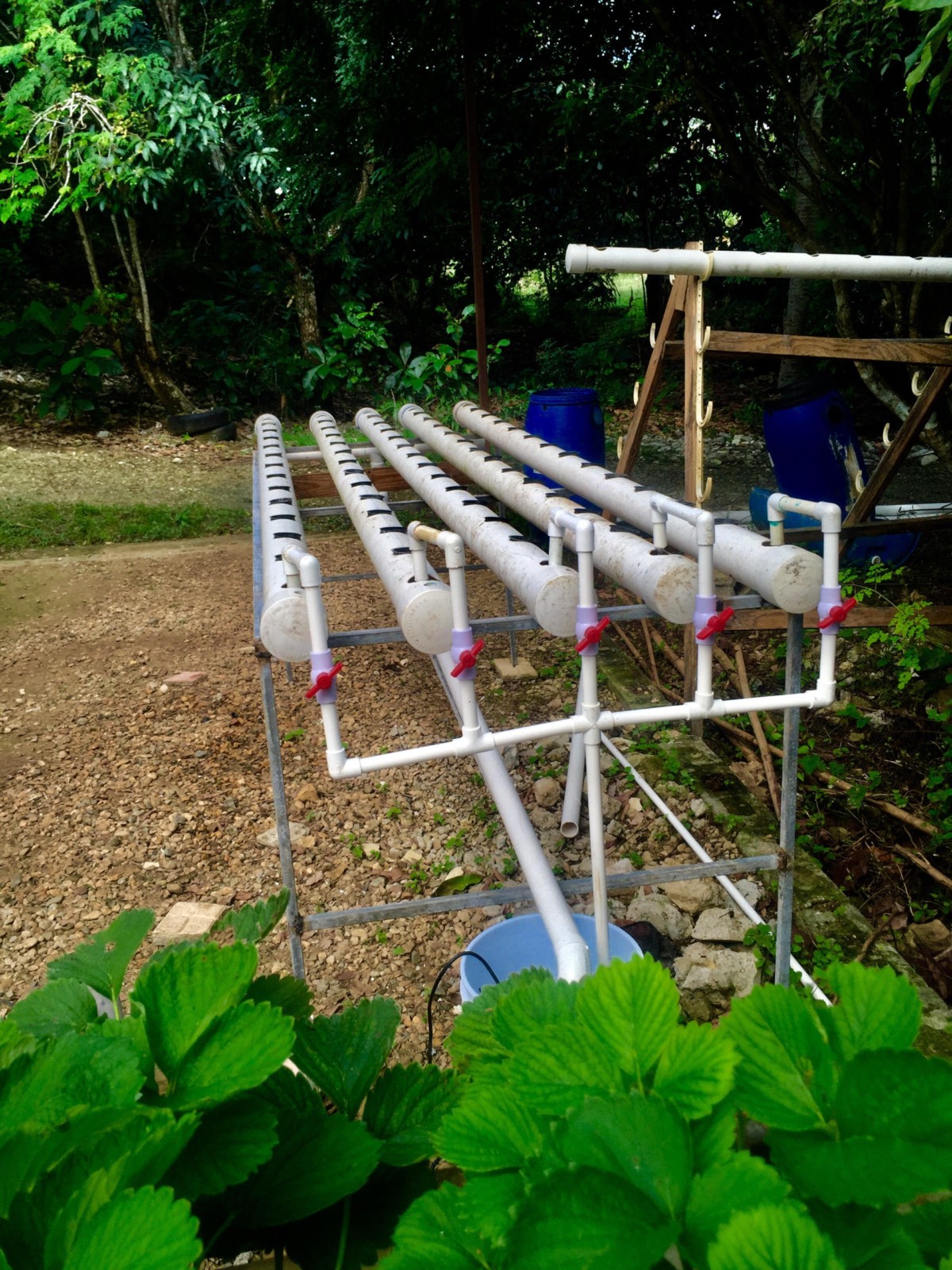 3 Important Steps to Build a NFT Hydroponics System – Taíno Farm