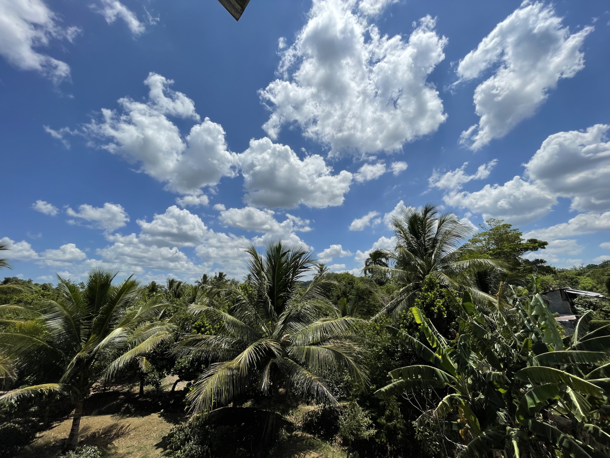 Welcome to Taíno Farm • tainofarm.com - Taíno Farm