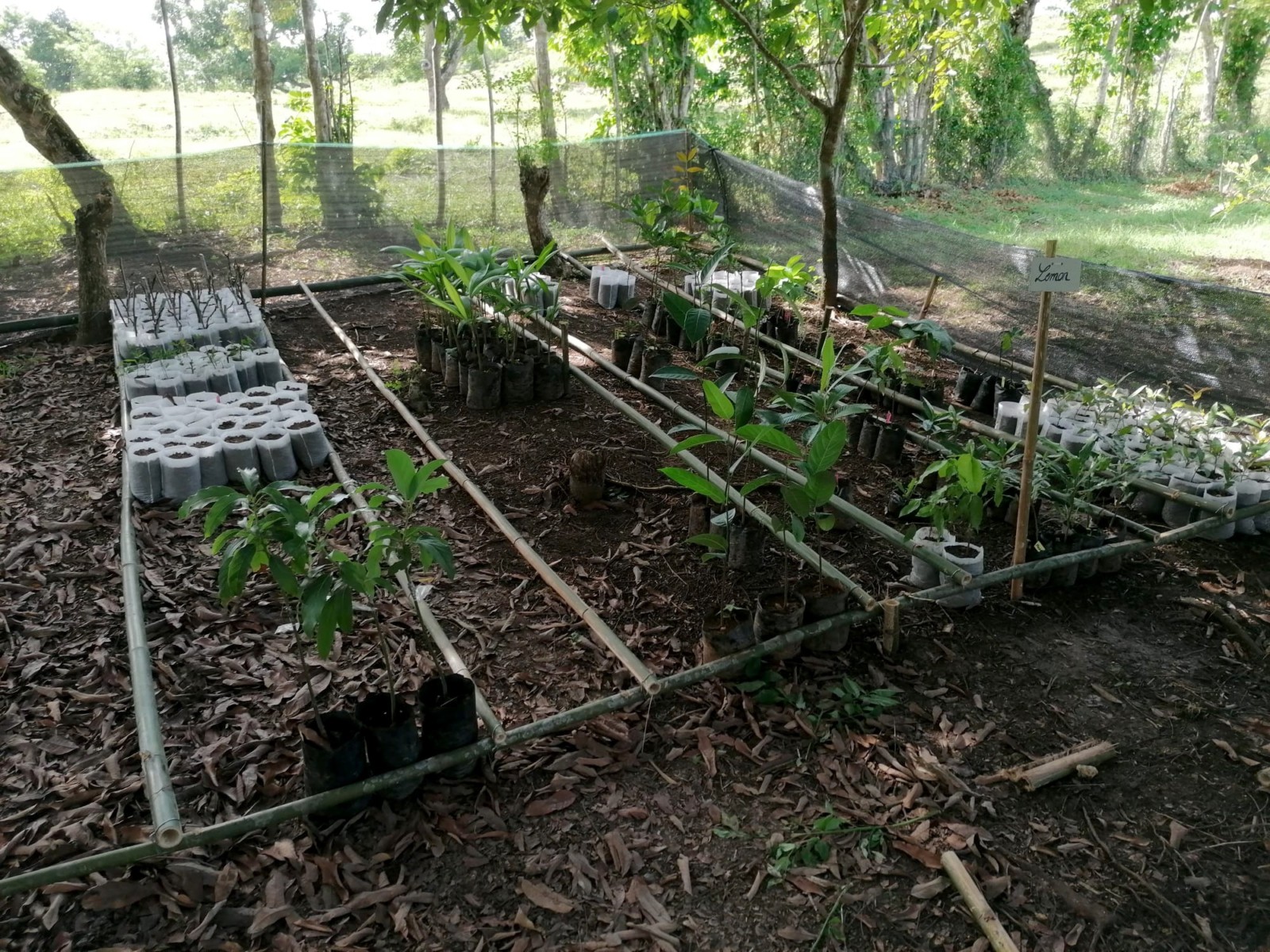 Taíno Farm – Aquaponics and Permaculture in the Dominican Republic