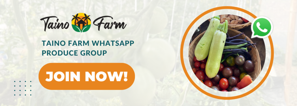 Taíno Farm – Aquaponics and Permaculture in the Dominican Republic